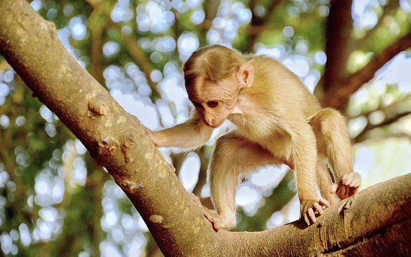 How To Play The Naked Greased Up Monkey Drinking Game – The Chuggernauts